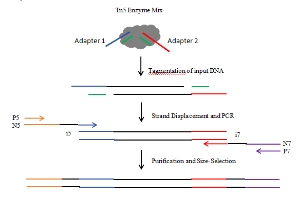 新品上市丨建库黑科技, Tn5转座酶来啦！ - 北京华睿康科技有限公司