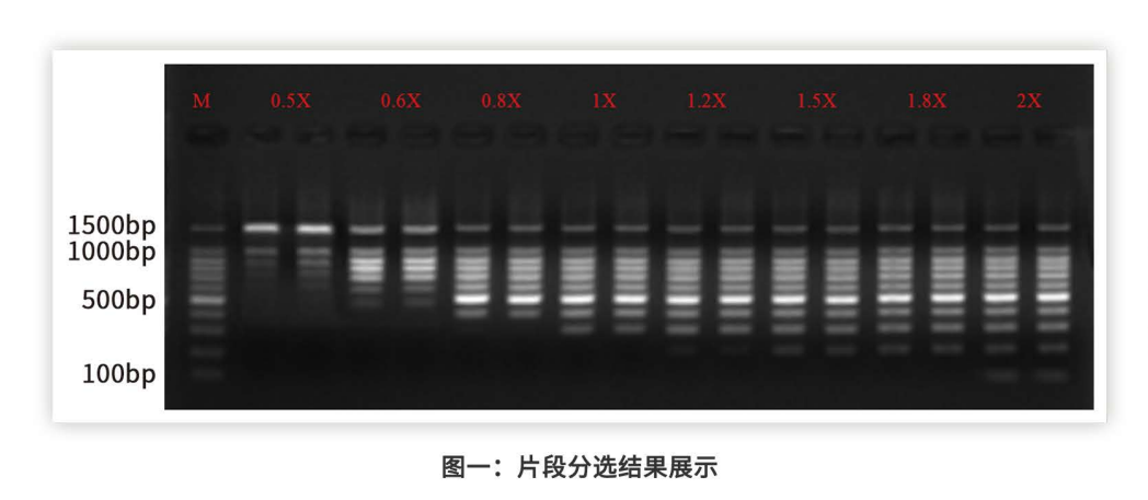 NGS Clean Bead - 北京华睿康科技有限公司